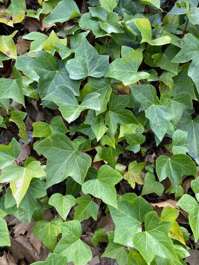 Hiedra / Hedera helix - El Botánico de Cabañeros