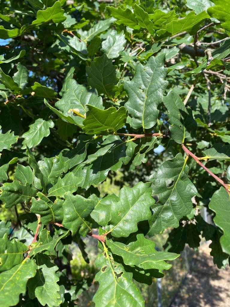 Roble / Quercus robur - El Botánico de Cabañeros