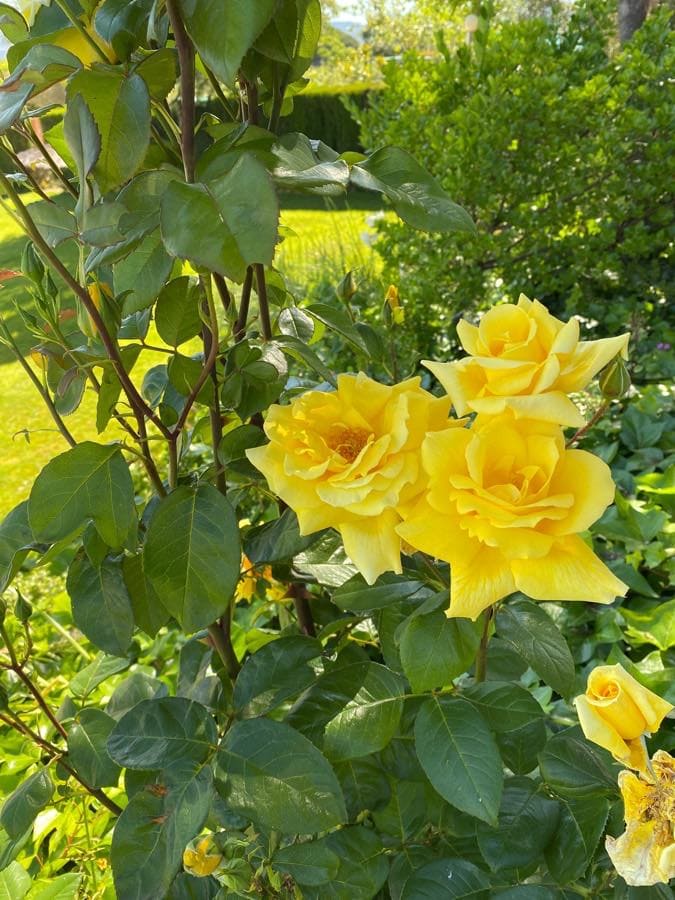 Rosa chinensis - El Botánico de Cabañeros